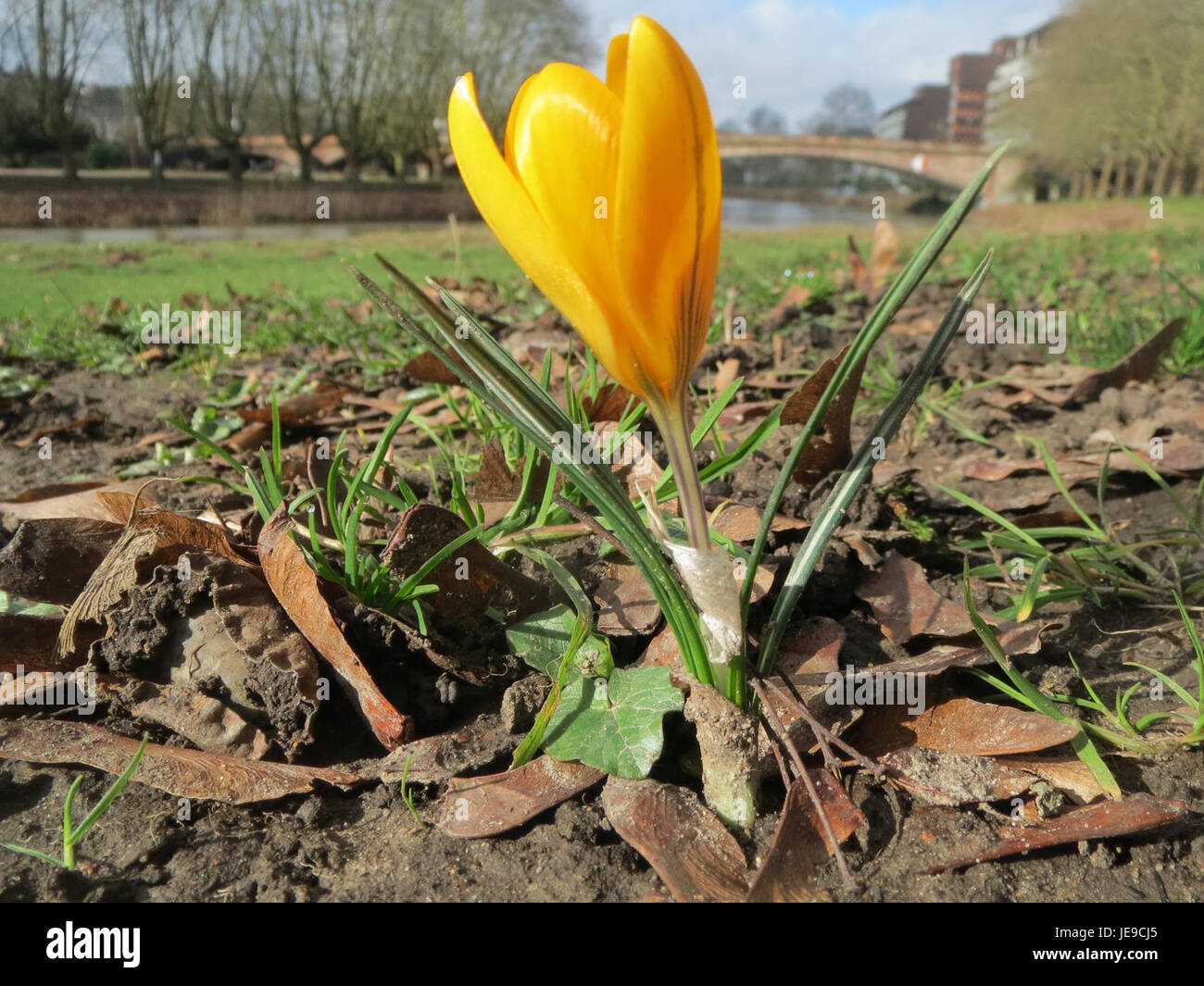 The image shows Crocus chrysanthus, a species of crocus known for its ...