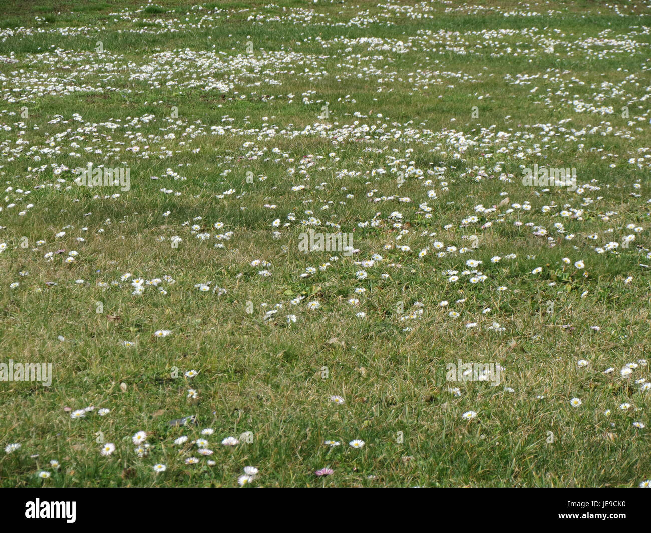 Bellis perennis, commonly known as the daisy, was photographed on ...