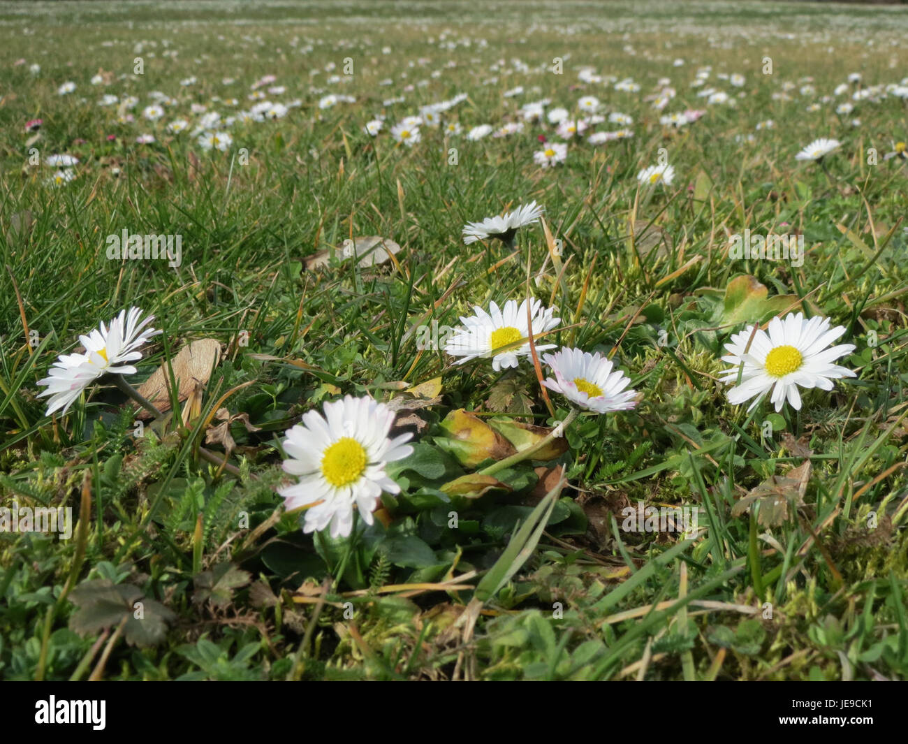 The Bellis perennis, commonly known as the daisy, is a widespread ...