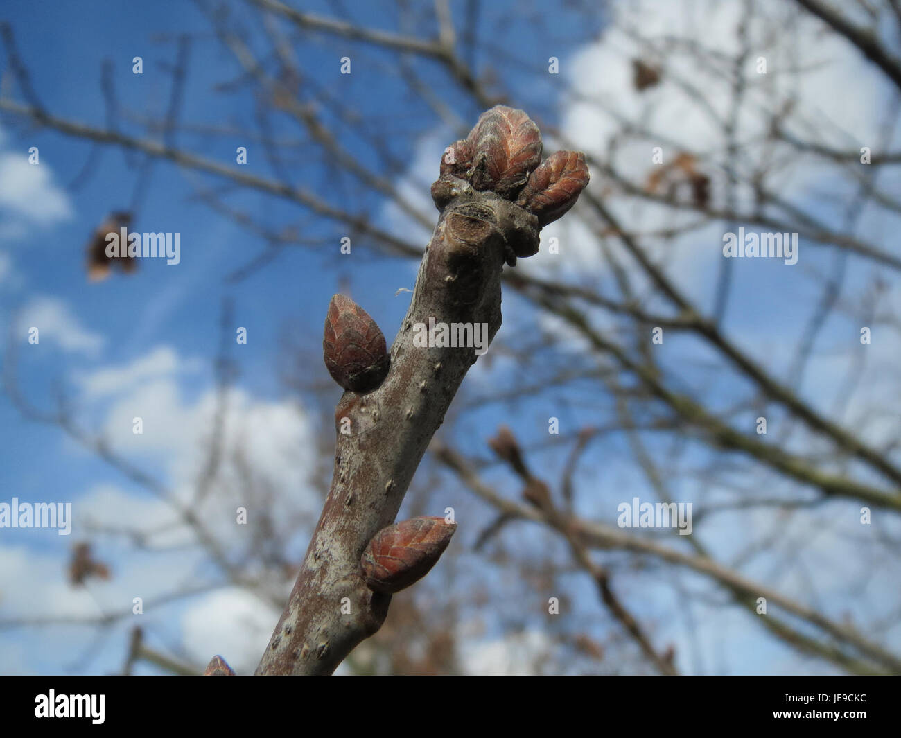 The image shows Quercus robur, commonly known as the English oak ...