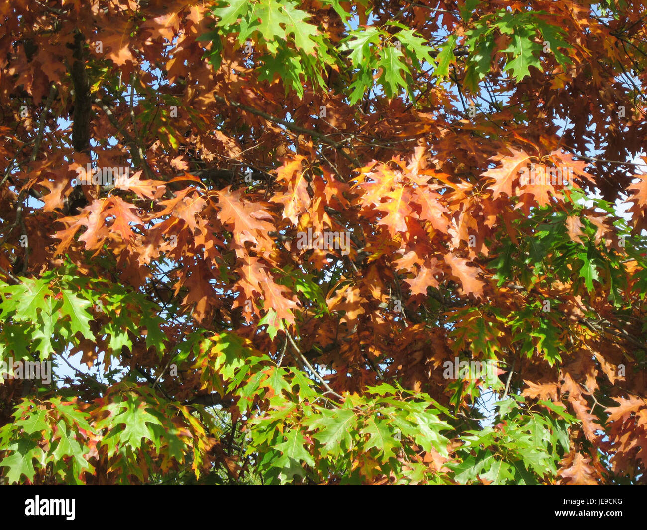 The image depicts a Roteiche (Red Oak) tree photographed in Hockenheim ...