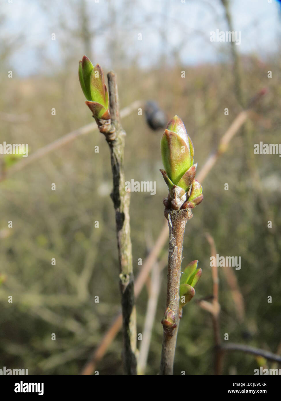 This image depicts *Ligustrum vulgare*, commonly known as common privet ...