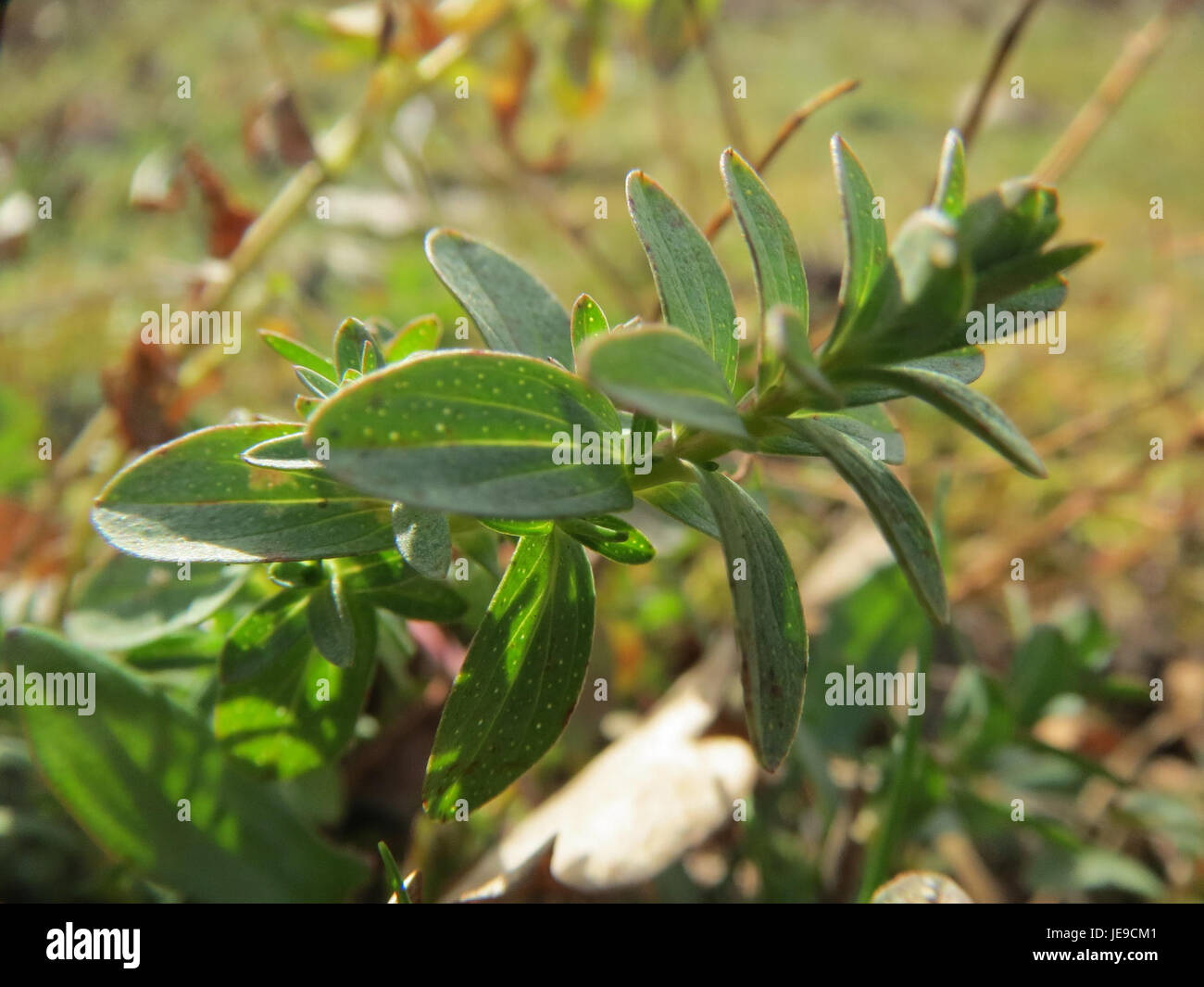 A botanical entry for Hypericum perforatum, commonly known as St. John ...