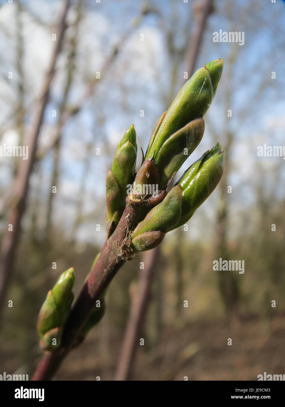 Euonymus europaeus, also known as the European spindle tree, shown here ...