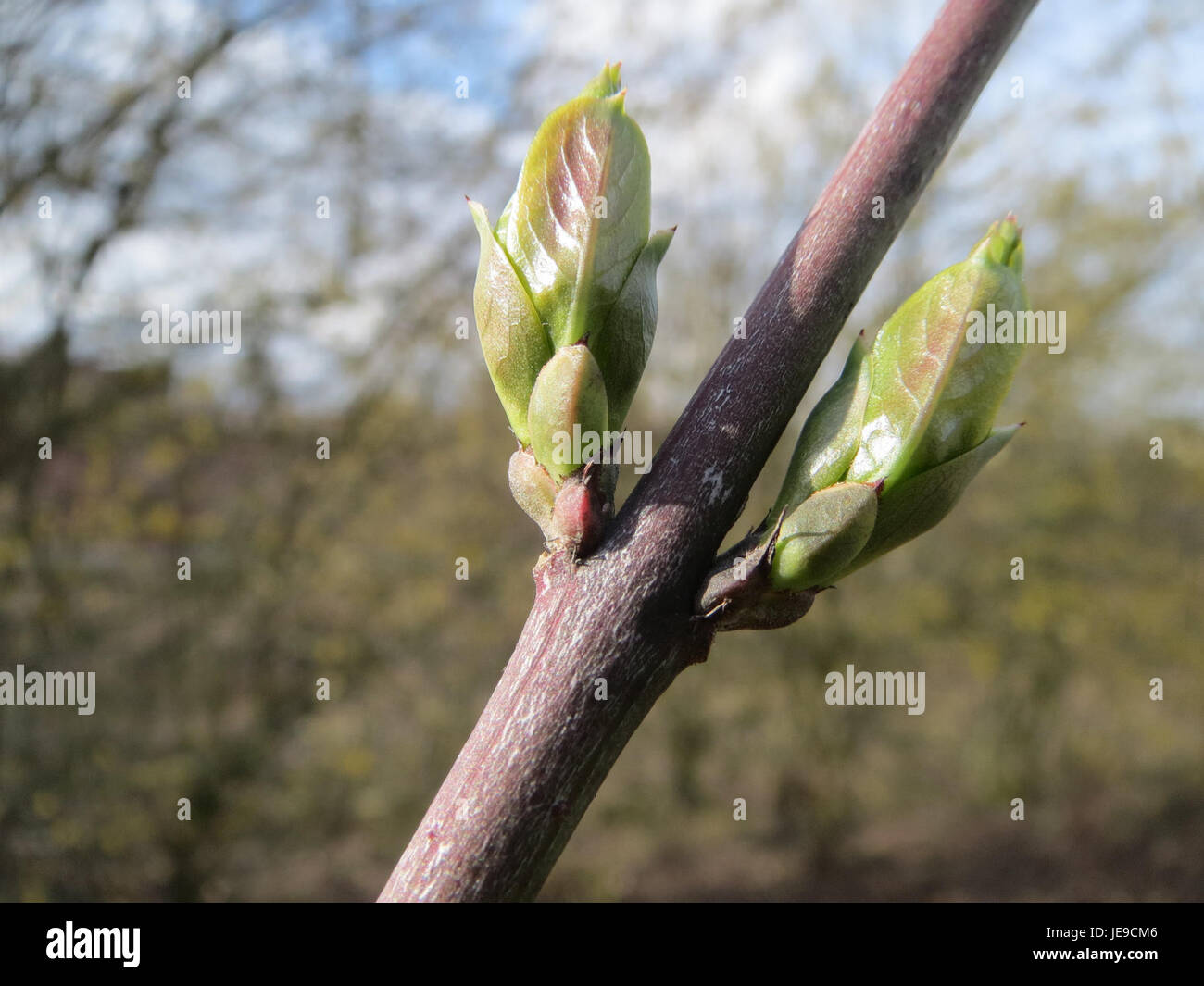 This photograph features Euonymus europaeus, commonly known as spindle ...