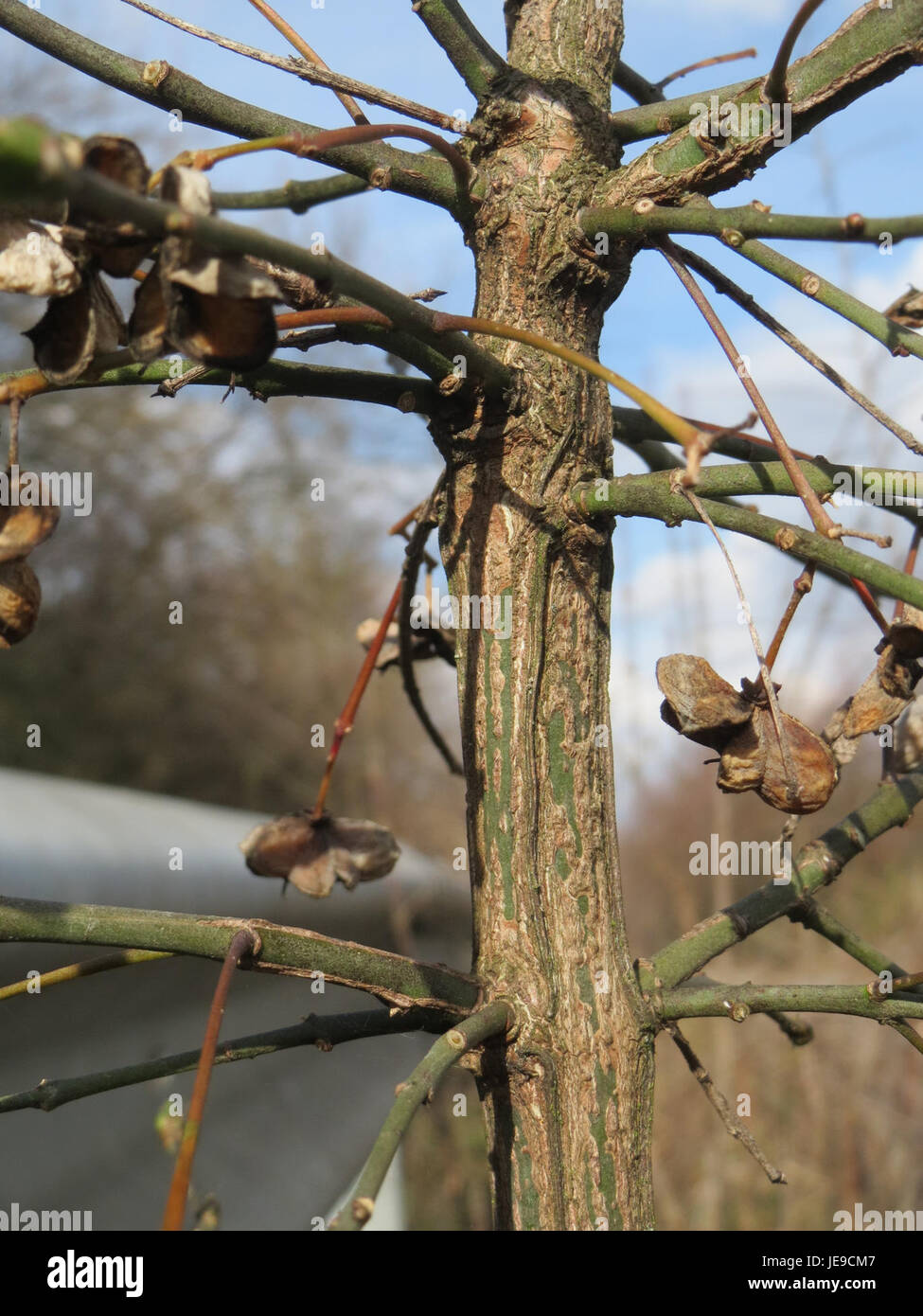 A photograph of Euonymus europaeus, also known as the European spindle ...