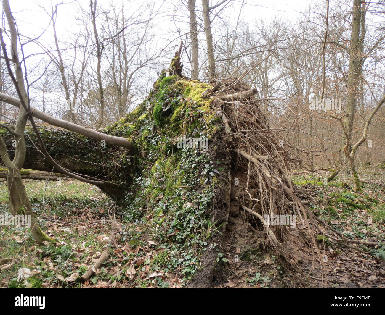 This photograph captures a Linde tree in Altlussheim, Germany, known ...