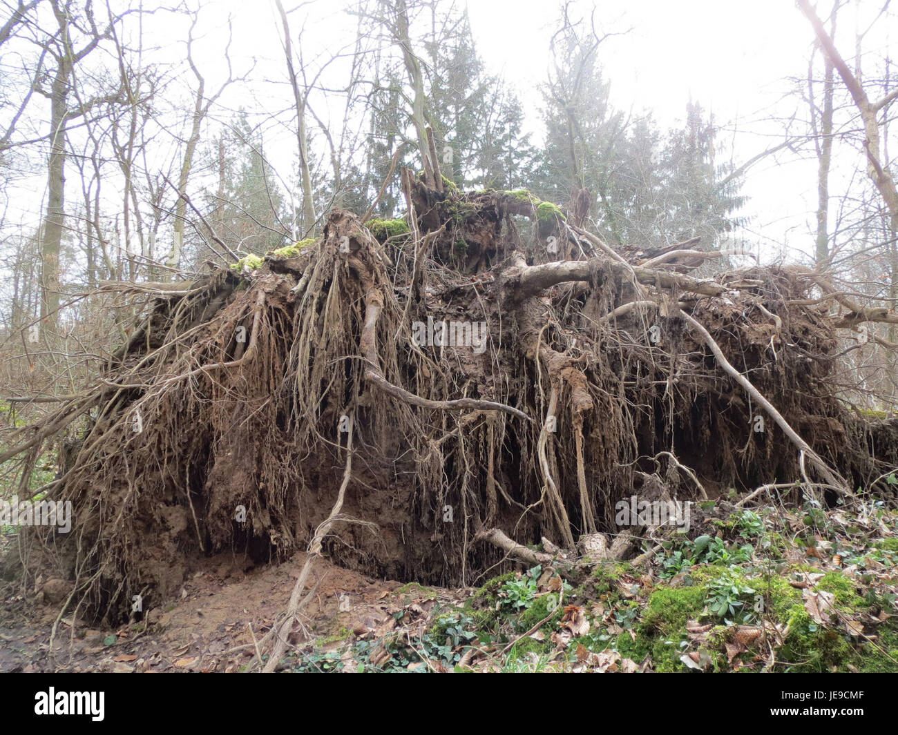The Linde tree in Altlussheim, Germany, is a significant landmark known ...