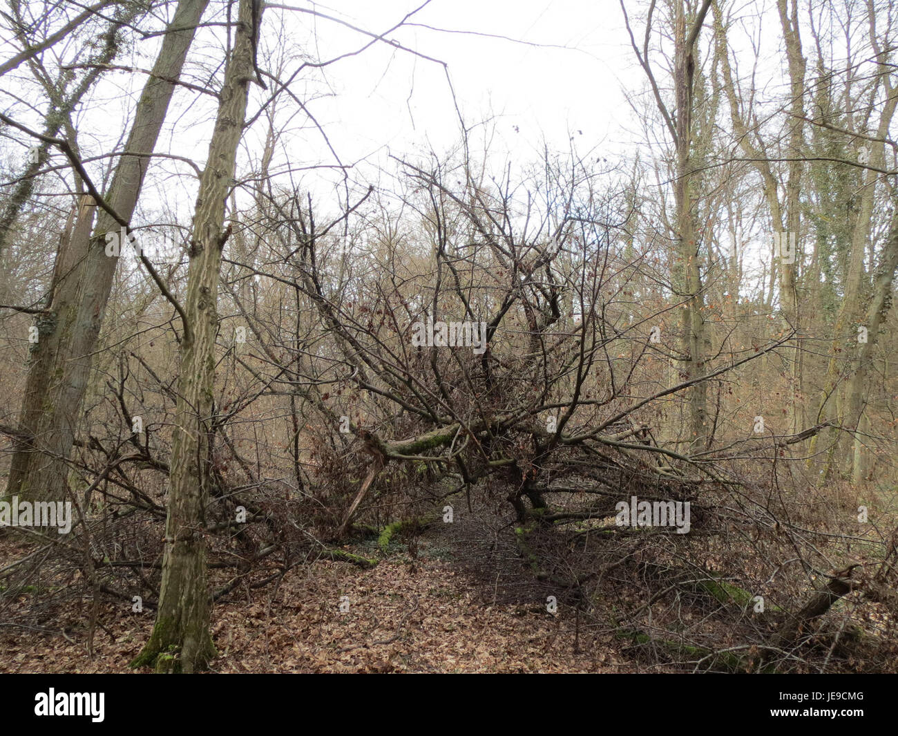 Linde Altlussheim refers to a historical linden tree in the village of ...