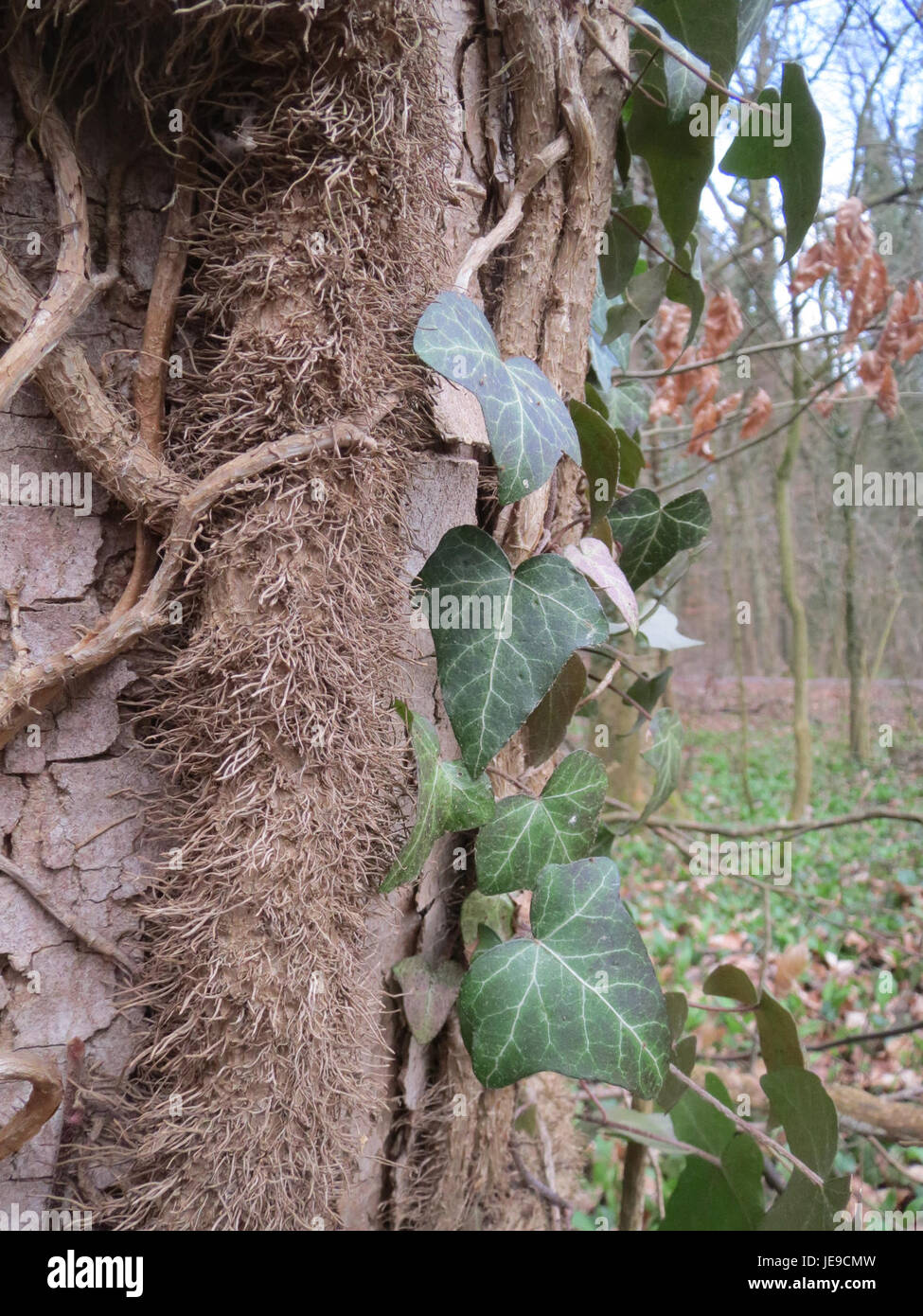 Hedera helix, commonly known as English ivy, is a climbing evergreen ...