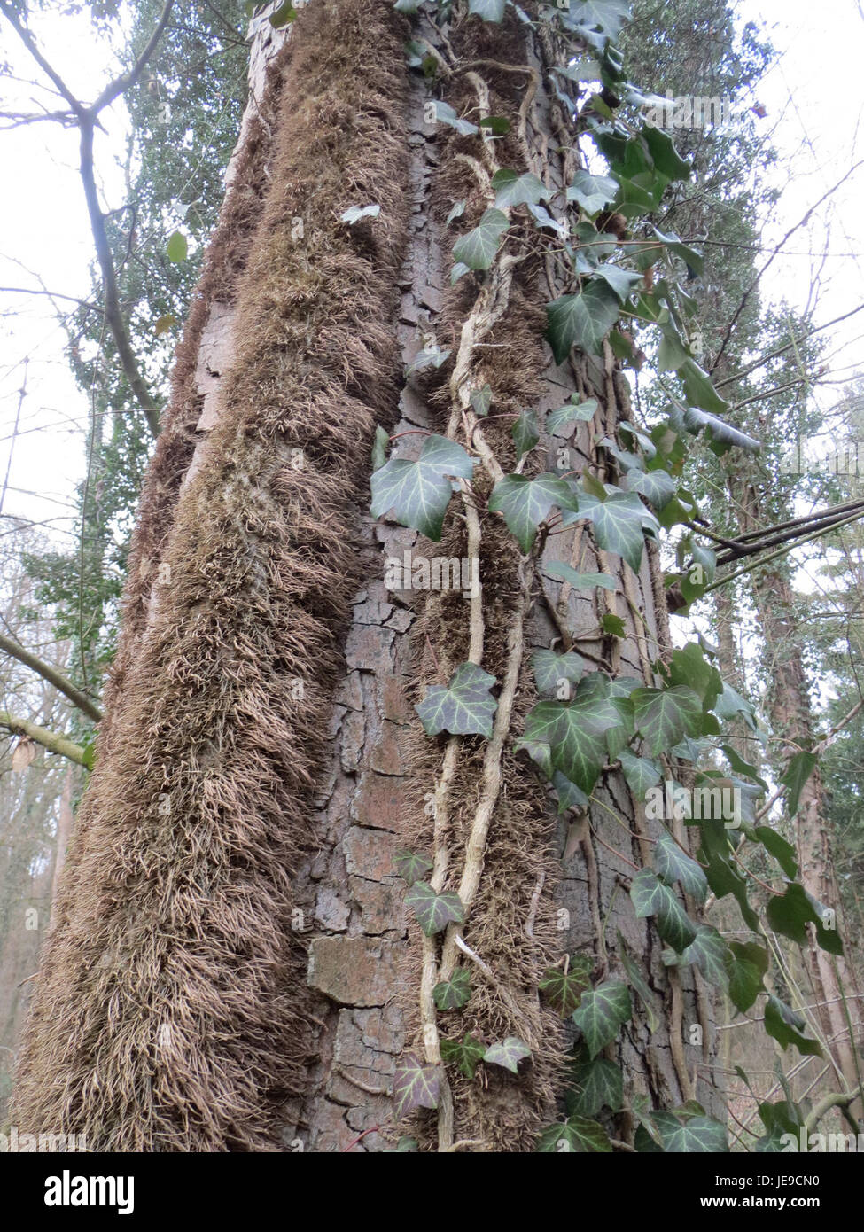 This image shows Hedera helix, commonly known as English ivy, captured ...