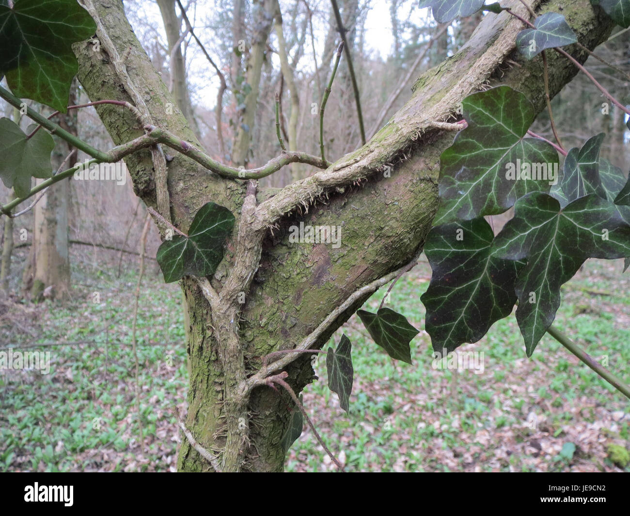 Hedera helix, commonly known as English ivy, is a climbing plant known ...