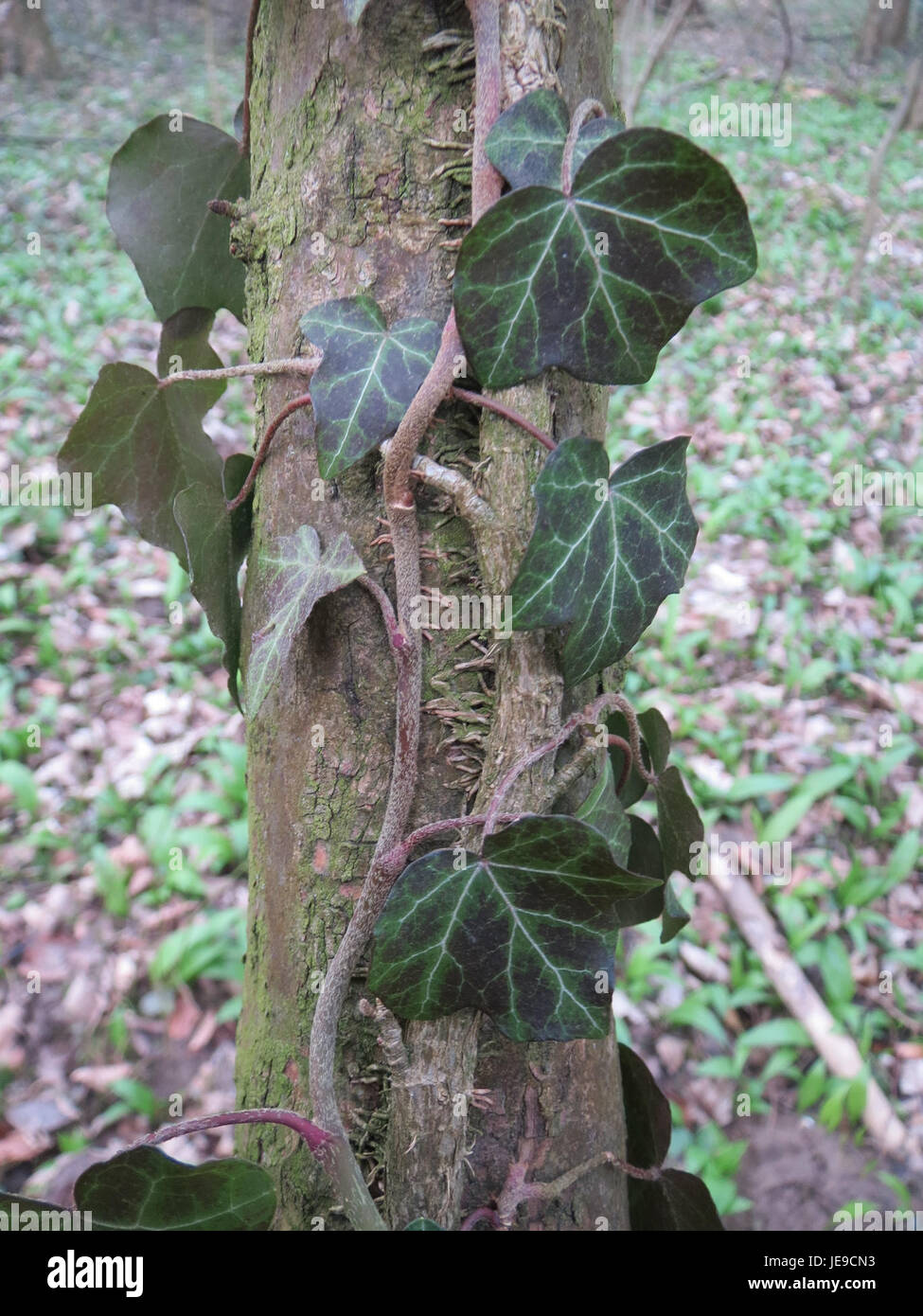 Hedera helix, commonly known as English ivy, is a climbing or ground ...