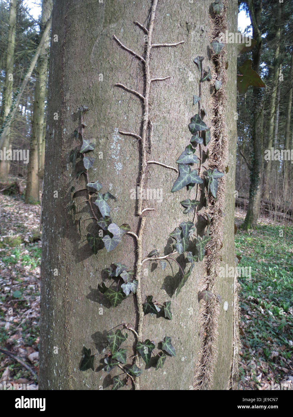 A photograph of Hedera helix, commonly known as English ivy, taken on ...