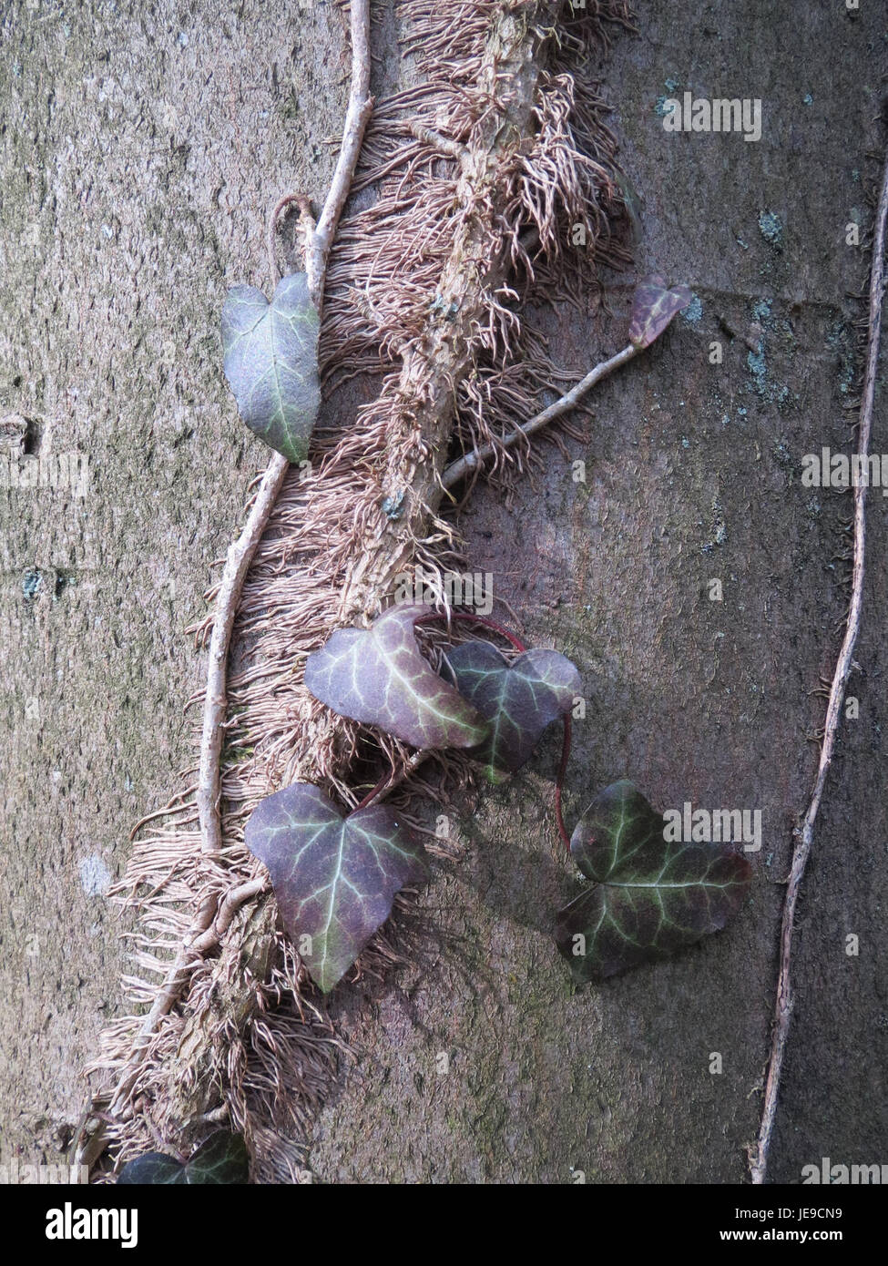 Hedera helix, commonly known as English ivy, is a versatile evergreen ...