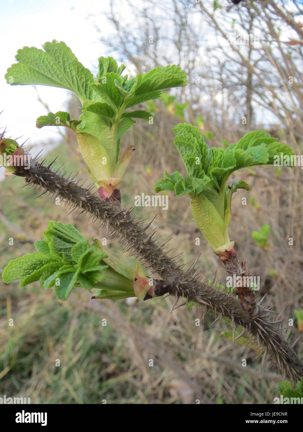 A photograph of a rose plant in Reilingen, Germany, captured on ...
