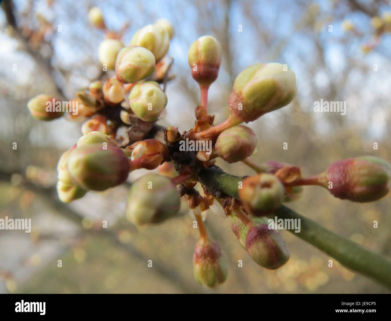 Blackthorn prunus spinosa species hi-res stock photography and images ...