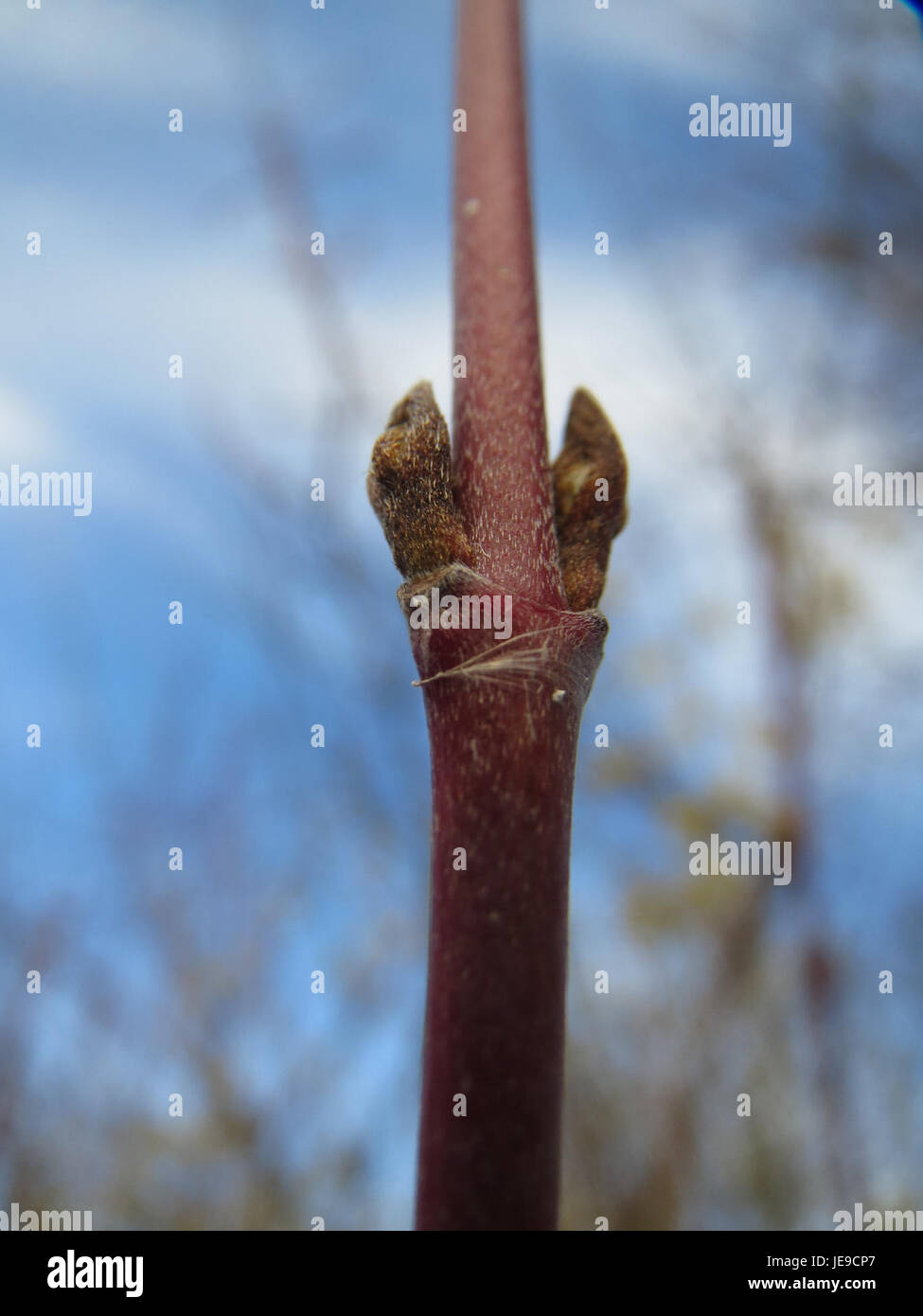 Cornus sanguinea, commonly known as the bloodtwig dogwood, is featured ...