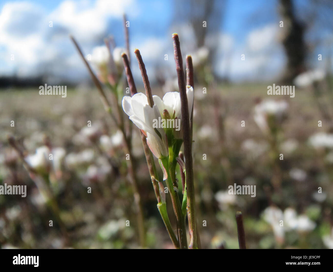 An image of the plant species Cardamine hirsuta, also known as Hairy ...