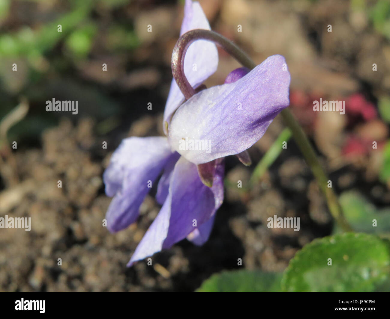 A photograph of *Viola odorata*, commonly known as sweet violet, taken ...