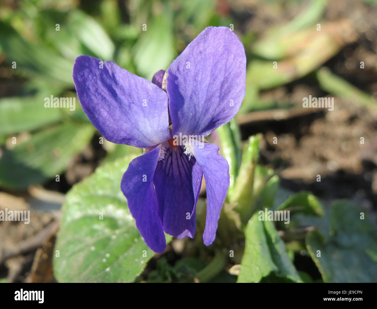 Viola odorata commonly known hi-res stock photography and images - Alamy