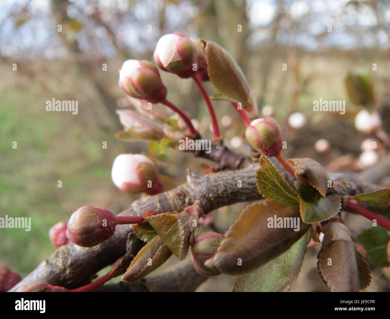 Prunus cerasifera, also known as the cherry plum, is a small deciduous ...