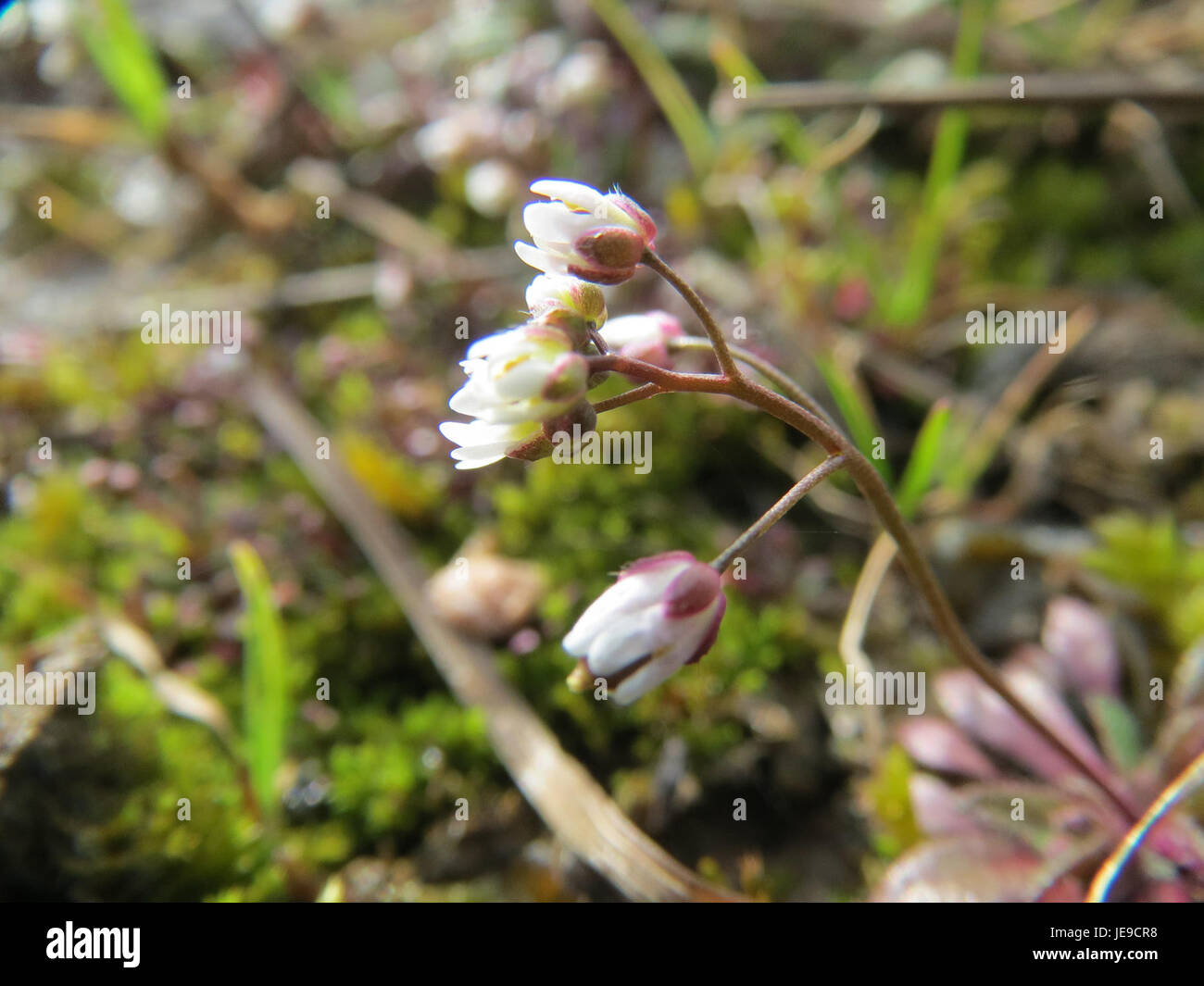 Spring draba draba verna hi-res stock photography and images - Alamy