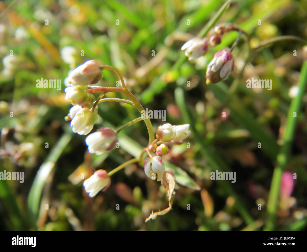 Draba verna, commonly known as spring draba, is a small perennial plant ...