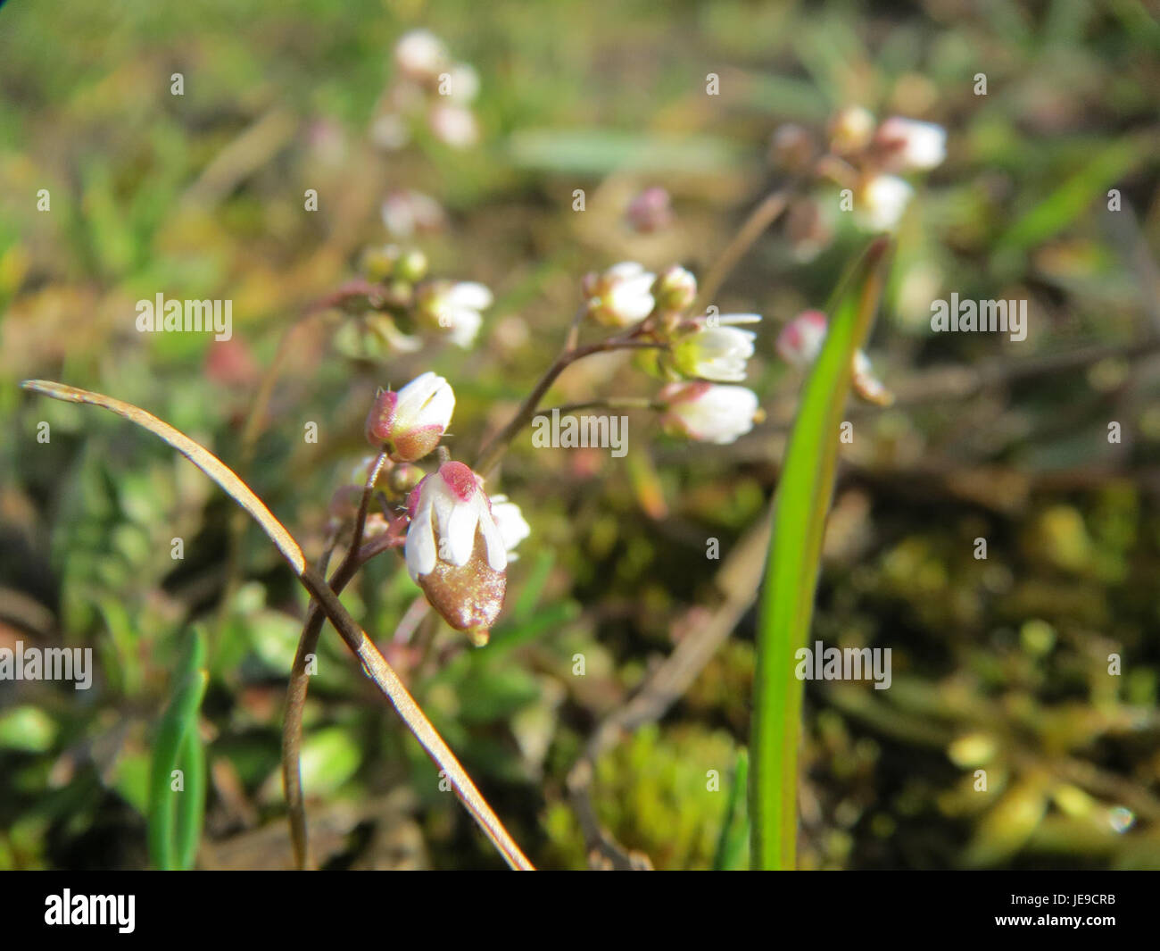 Spring draba hi-res stock photography and images - Alamy