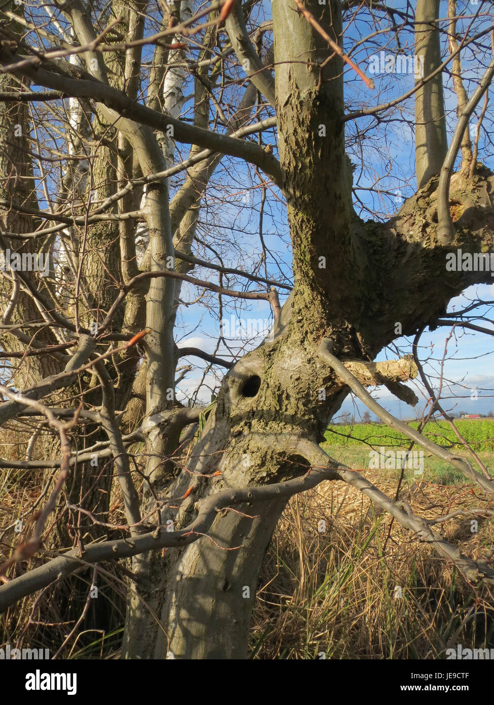 Carpinus betulus, commonly known as European Hornbeam, is a deciduous ...