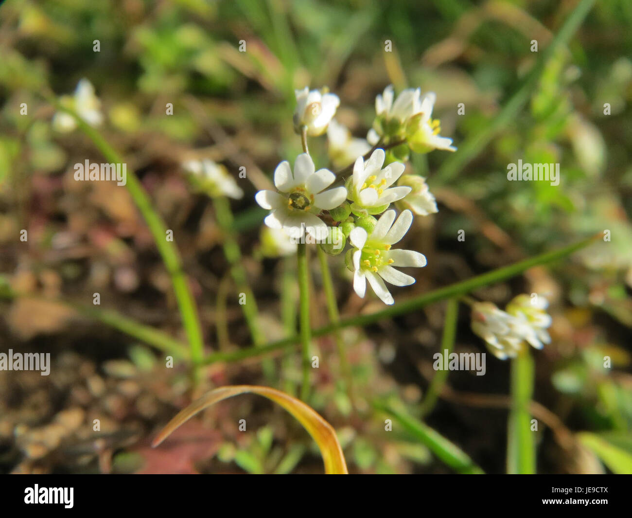 Spring draba draba verna hi-res stock photography and images - Alamy