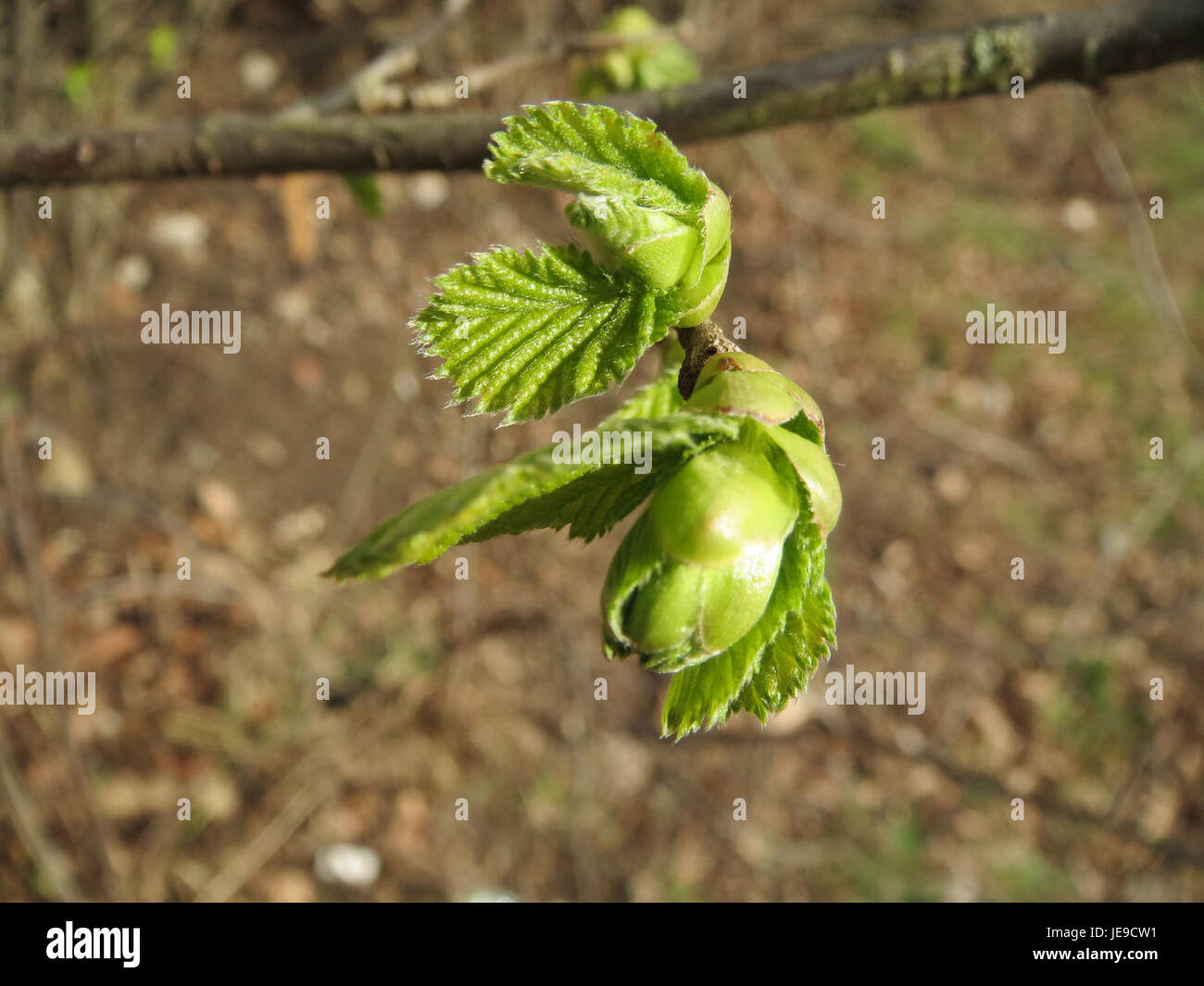 Growing hazel nuts hi-res stock photography and images - Alamy