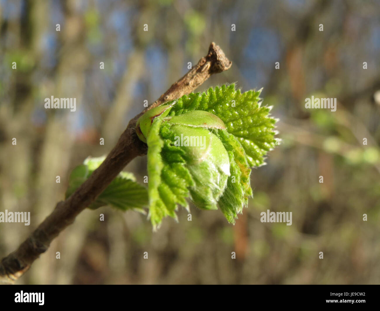 Corylus avellana, commonly known as the European hazel, is a deciduous ...