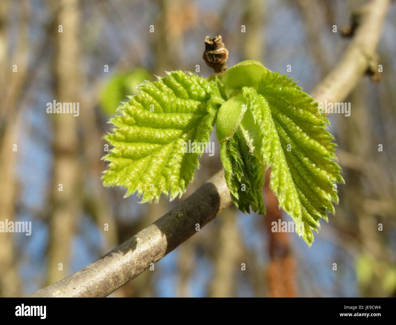 Corylus avellana, commonly known as the common hazel, is a deciduous ...