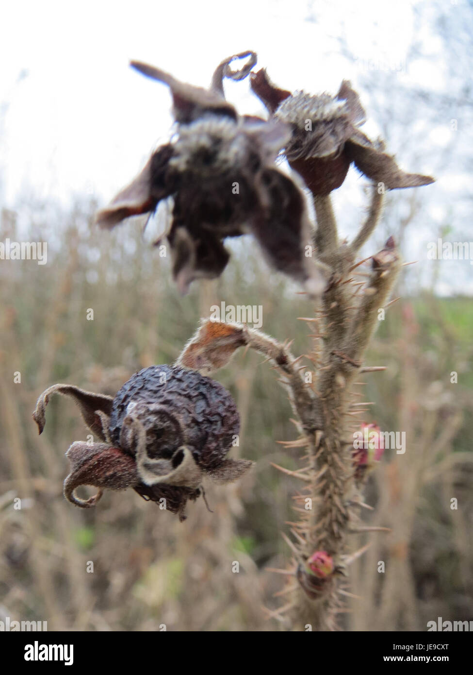This image shows a rose in Reilingen, Germany. Roses are known for ...