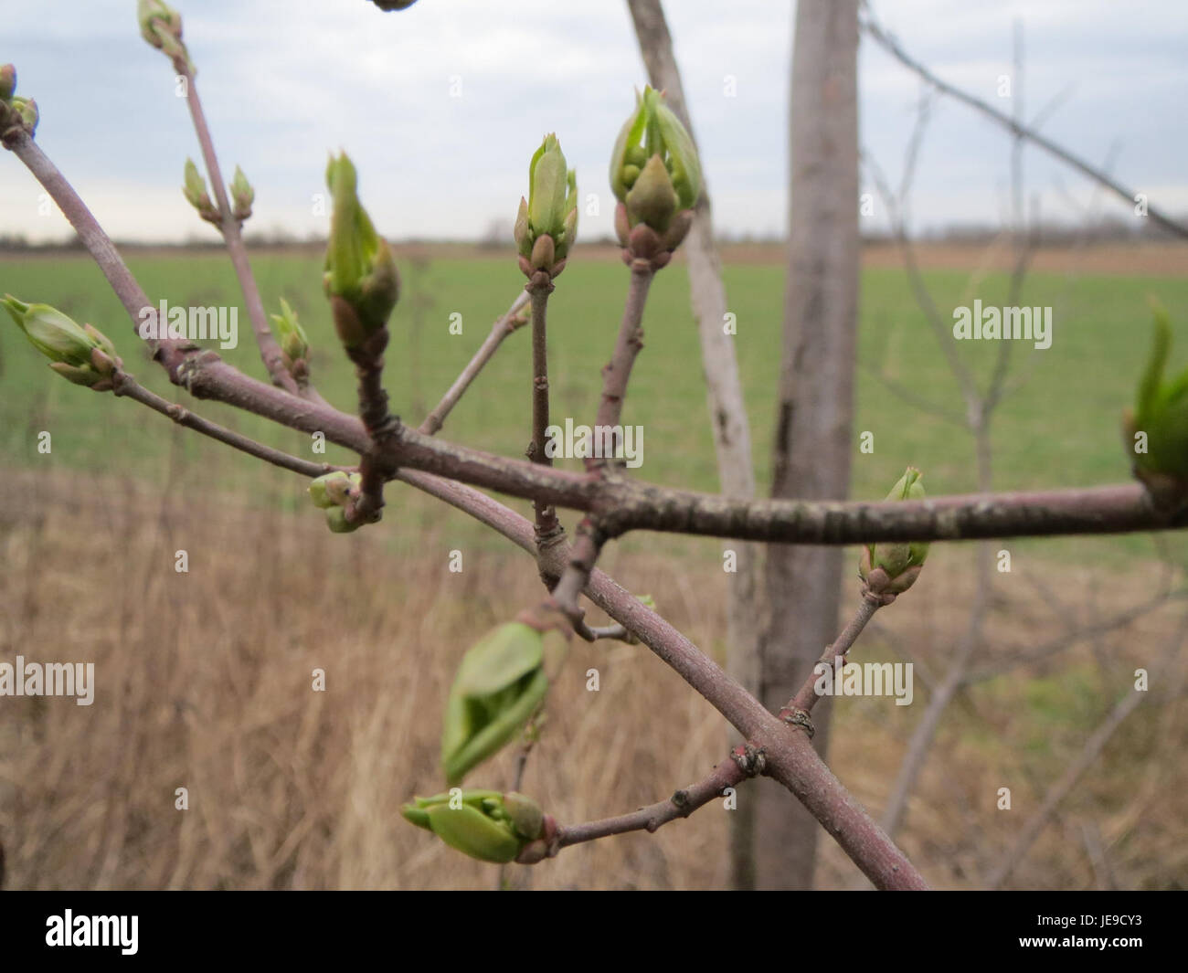 Small shrub spindle tree hi-res stock photography and images - Alamy