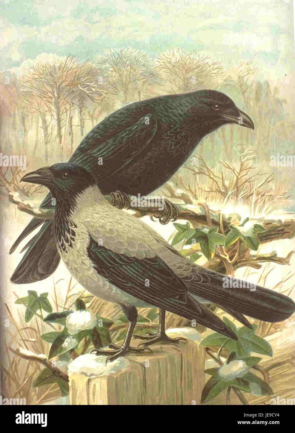 Urban corvid species hi-res stock photography and images - Alamy