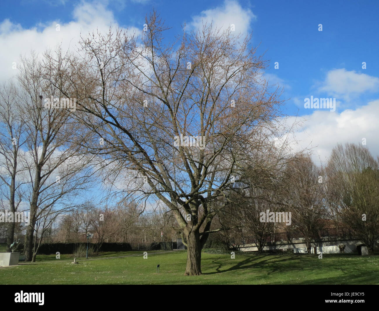 Silver maple trees hi-res stock photography and images - Alamy