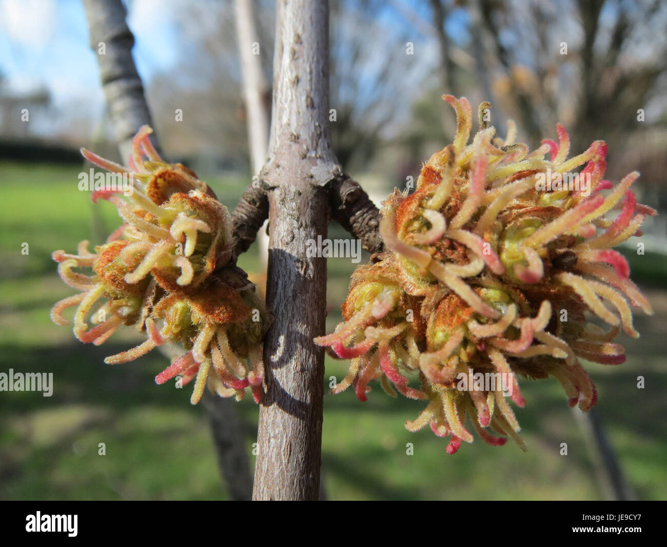 Acer saccharinum, commonly known as the silver maple, is a species of ...