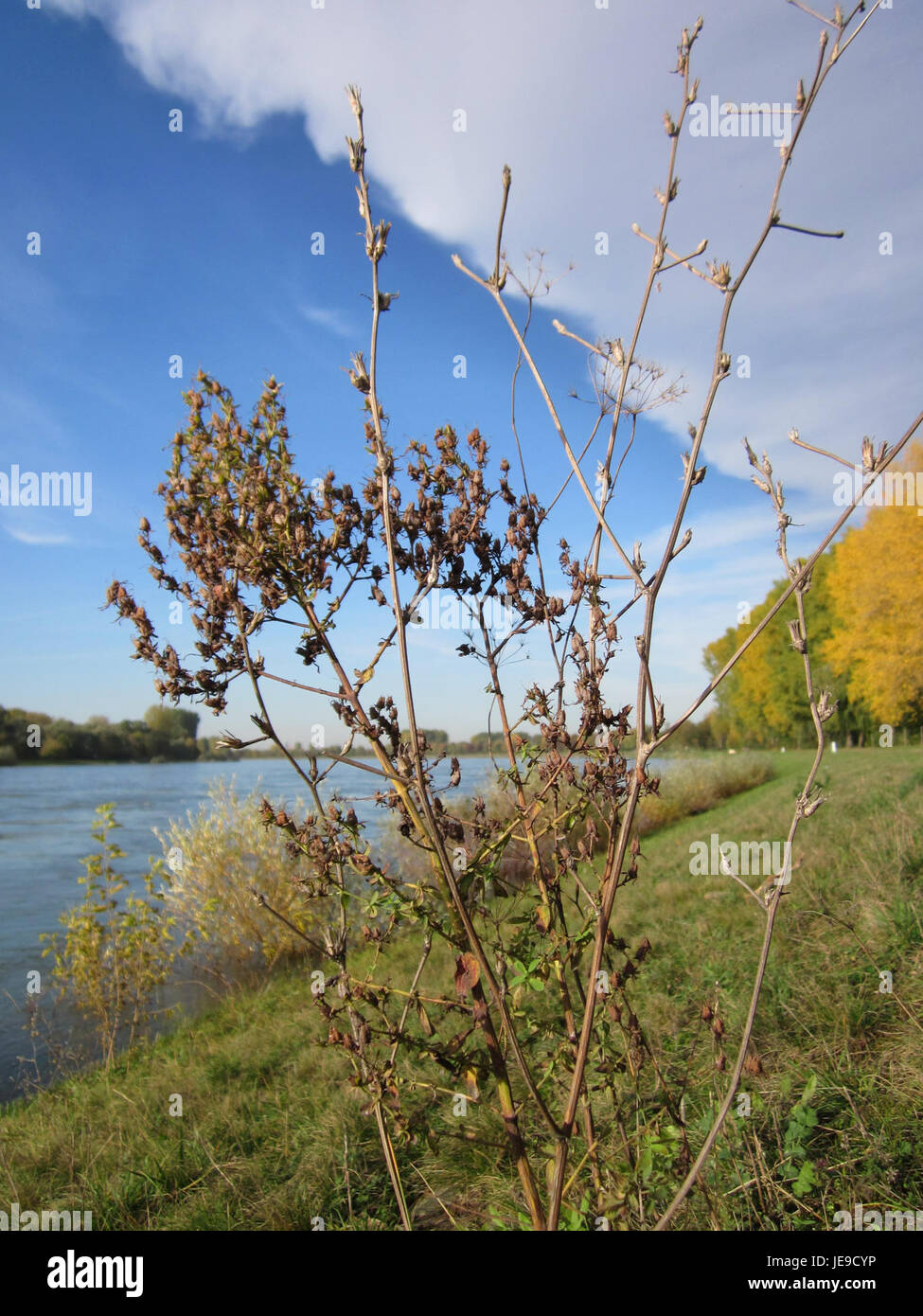 A photograph of the Rhein river near Altlussheim, Germany, showcasing ...