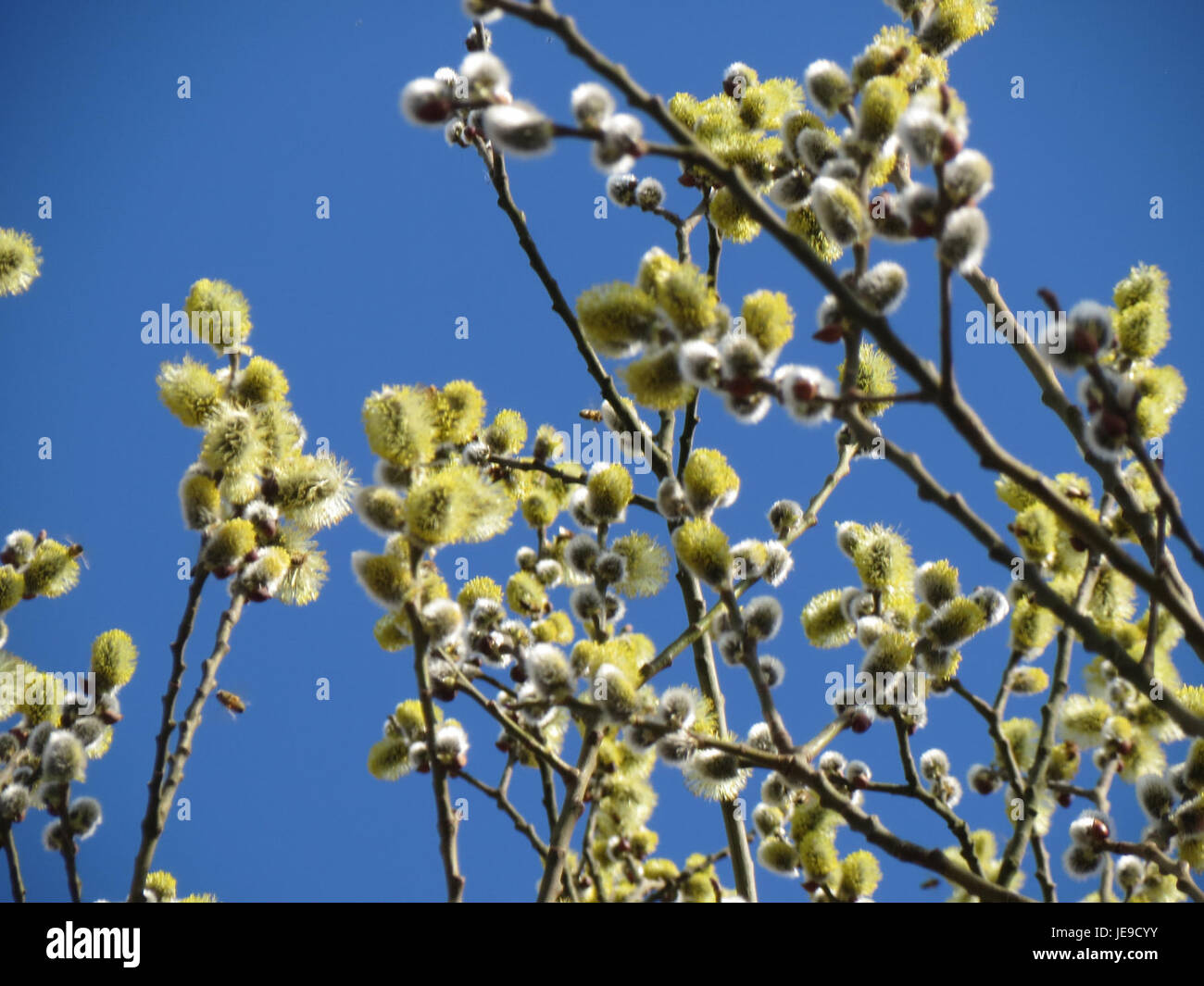Salix caprea, commonly known as goat willow, is a species of tree ...