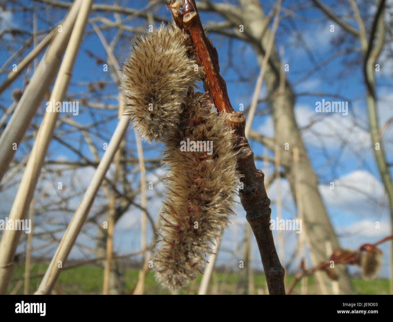 Plant leaves trembling in wind hi-res stock photography and images - Alamy