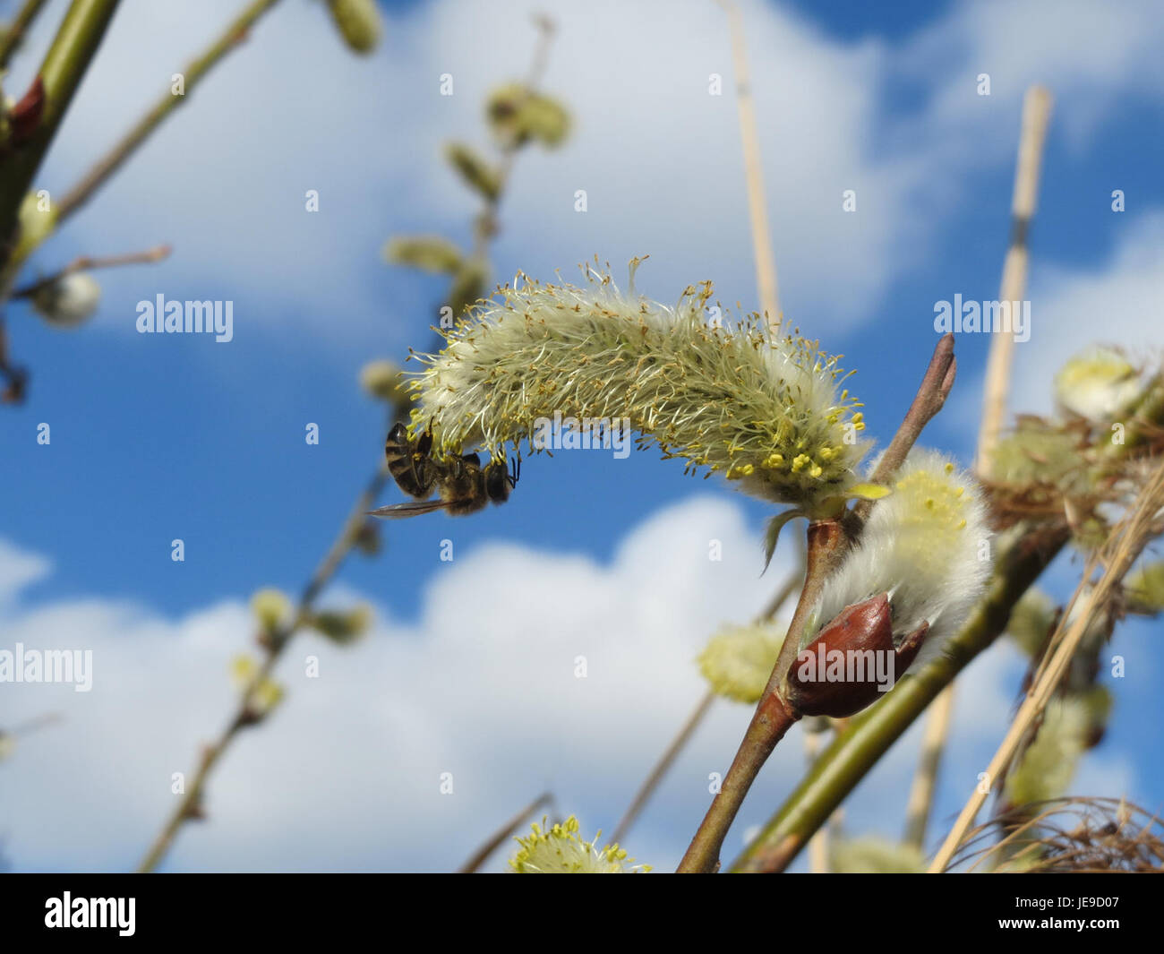 Salix caprea (Goat Willow) is a species of willow tree native to Europe ...