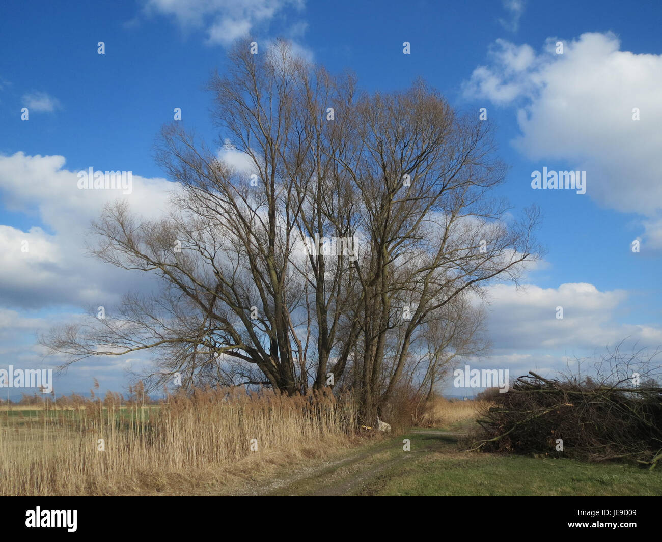 Salix alba, commonly known as white willow, is a deciduous tree ...