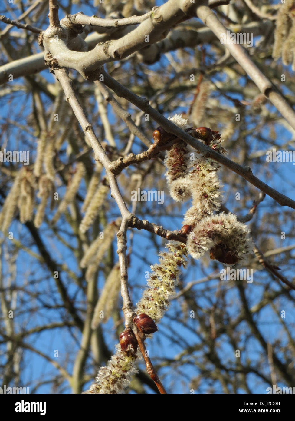 Aspen tree species hi-res stock photography and images - Alamy