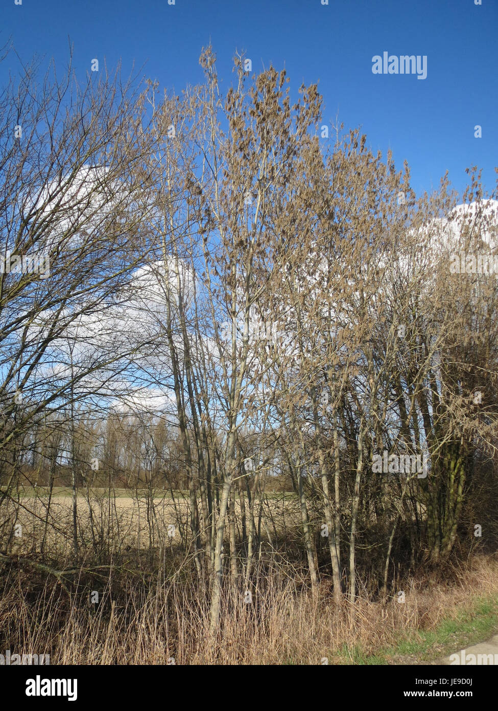 The image shows Populus tremula, commonly known as aspen, a deciduous ...