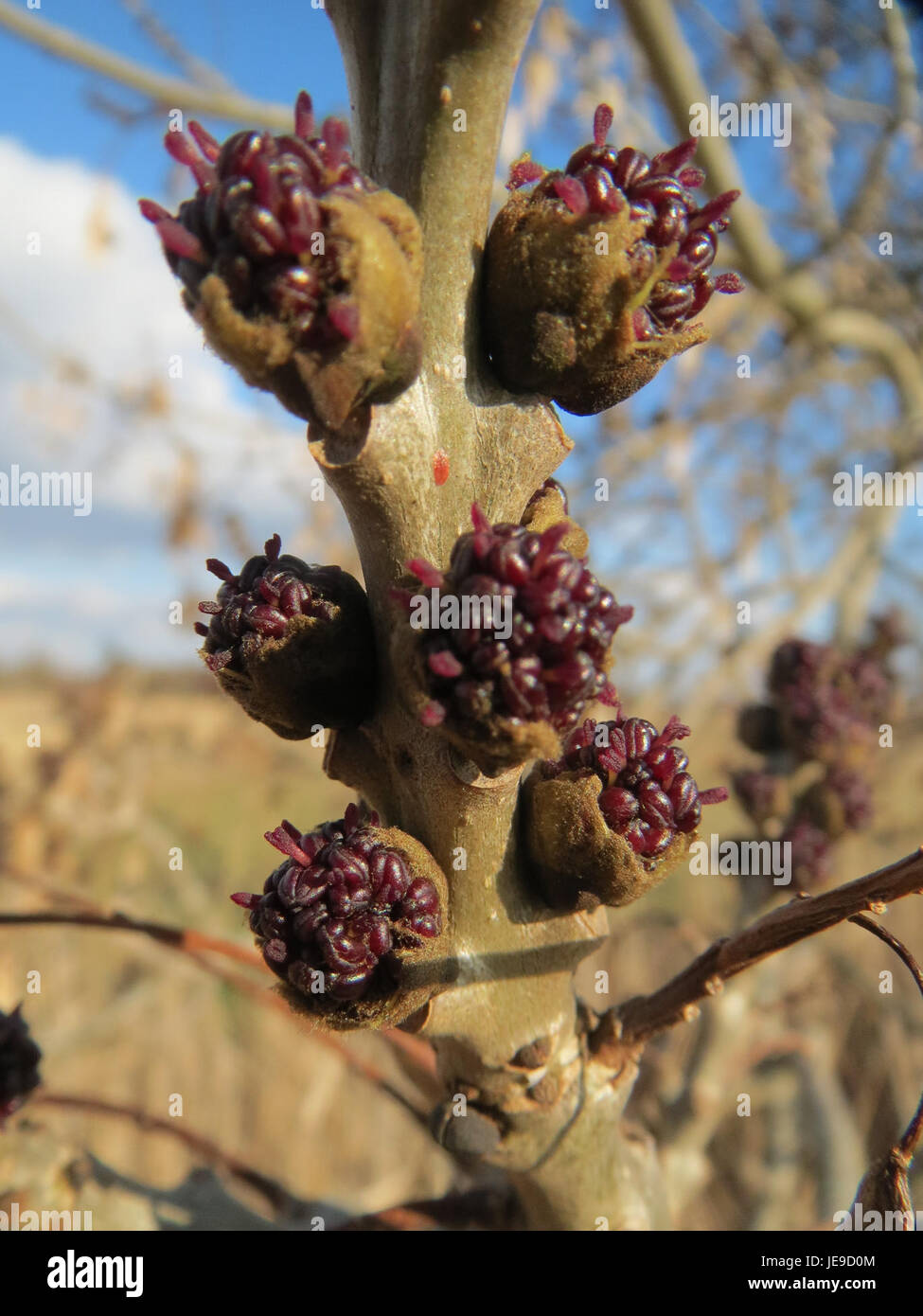 Ash tree characteristics hi-res stock photography and images - Alamy