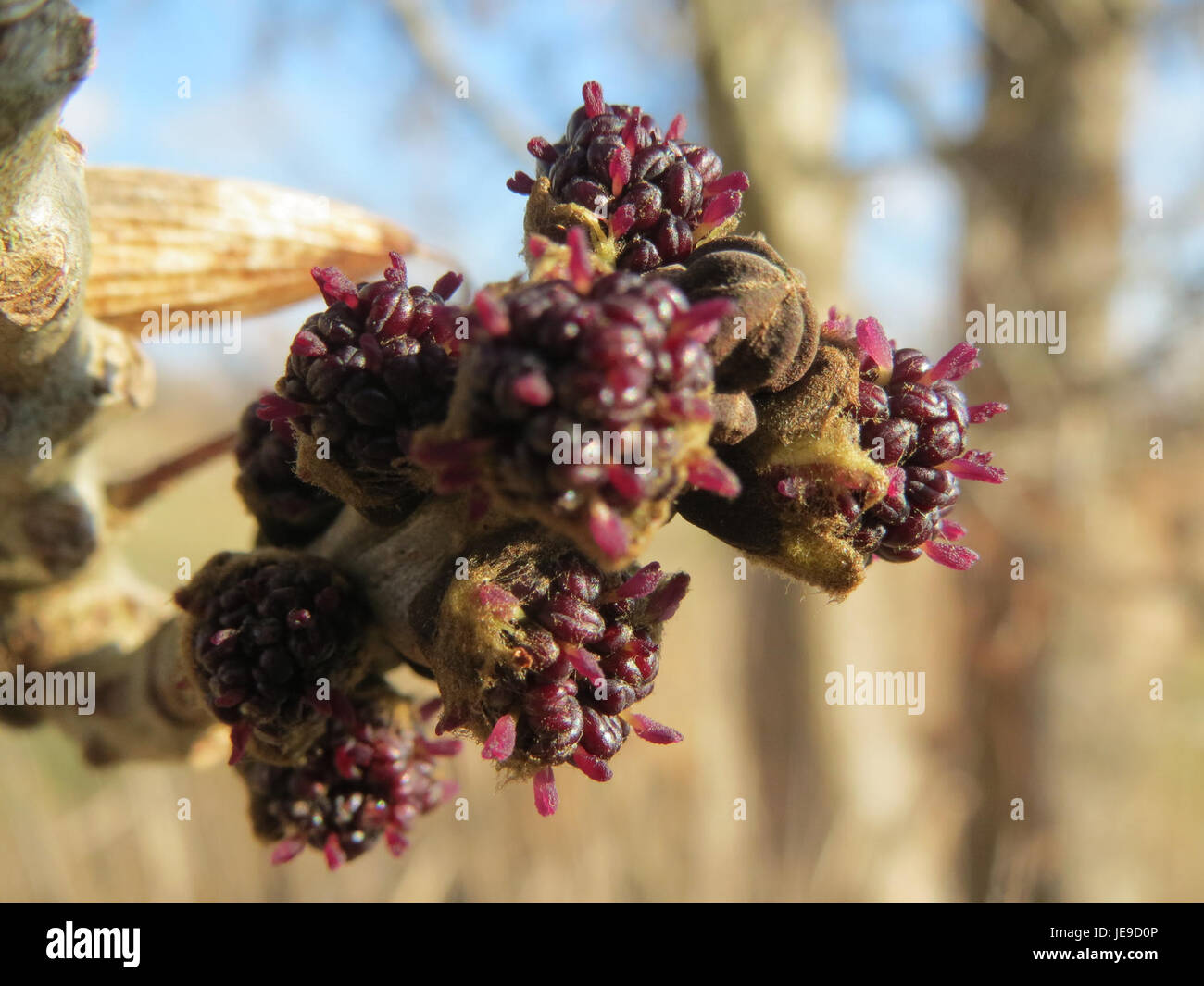 Fraxinus excelsior, commonly known as the European ash, is pictured in ...