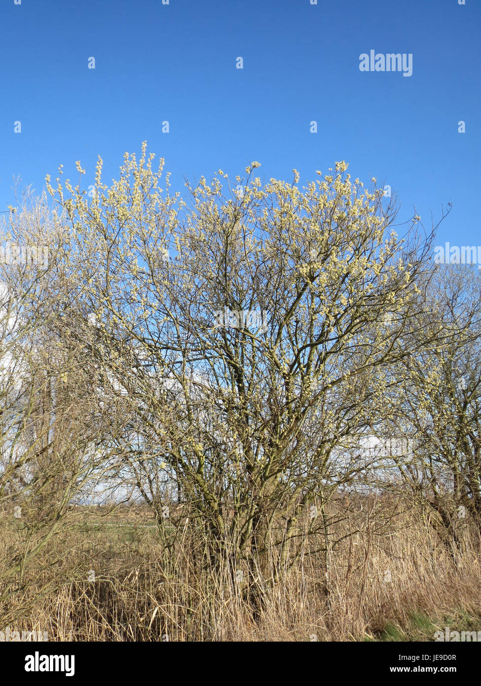 Salix caprea, commonly known as goat willow, is a deciduous tree native ...