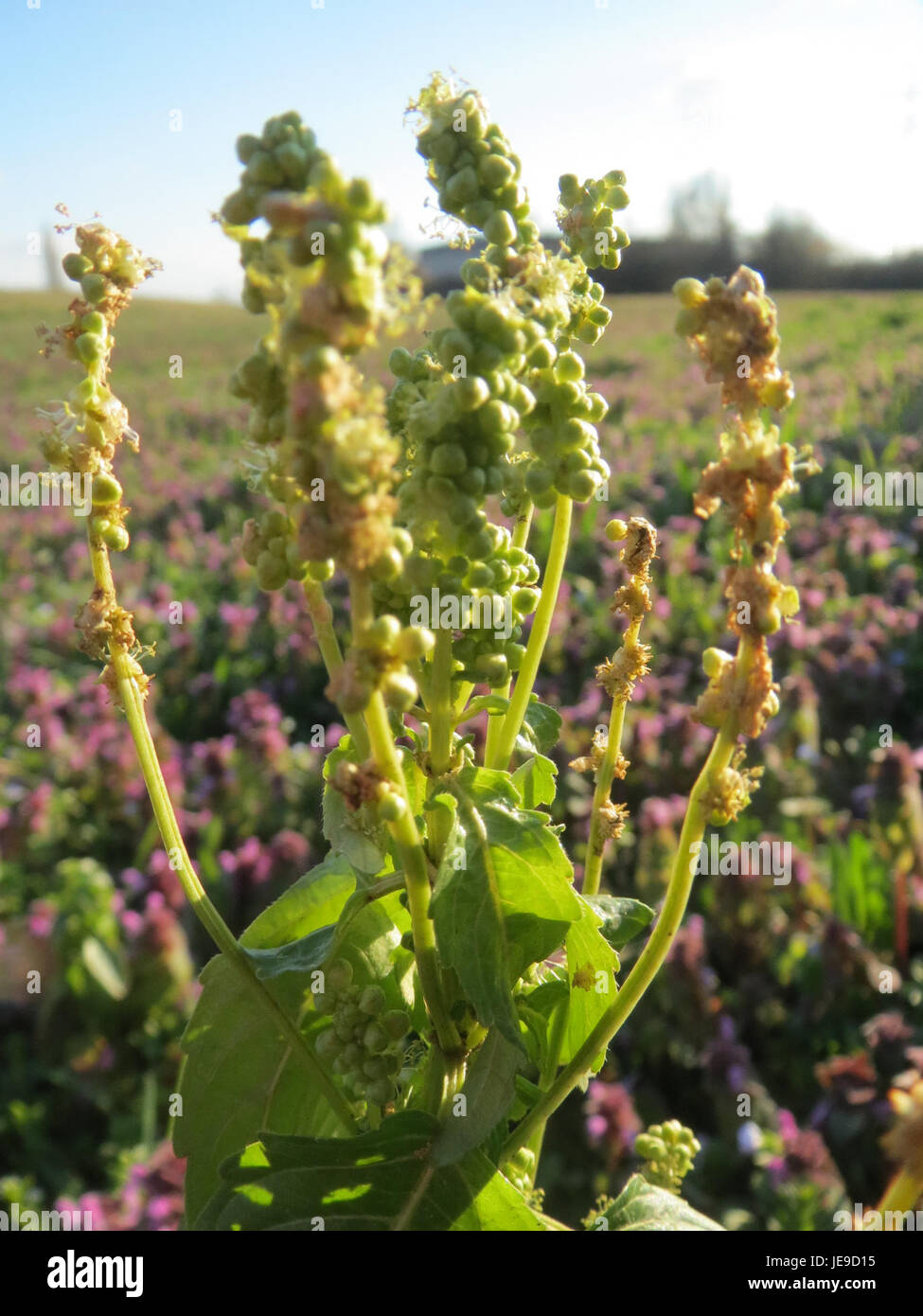 *Mercurialis annua*, also known as annual mercury, is a plant species ...